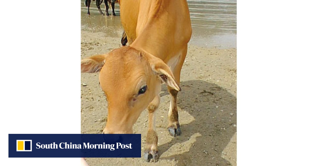 Mooed Down | South China Morning Post