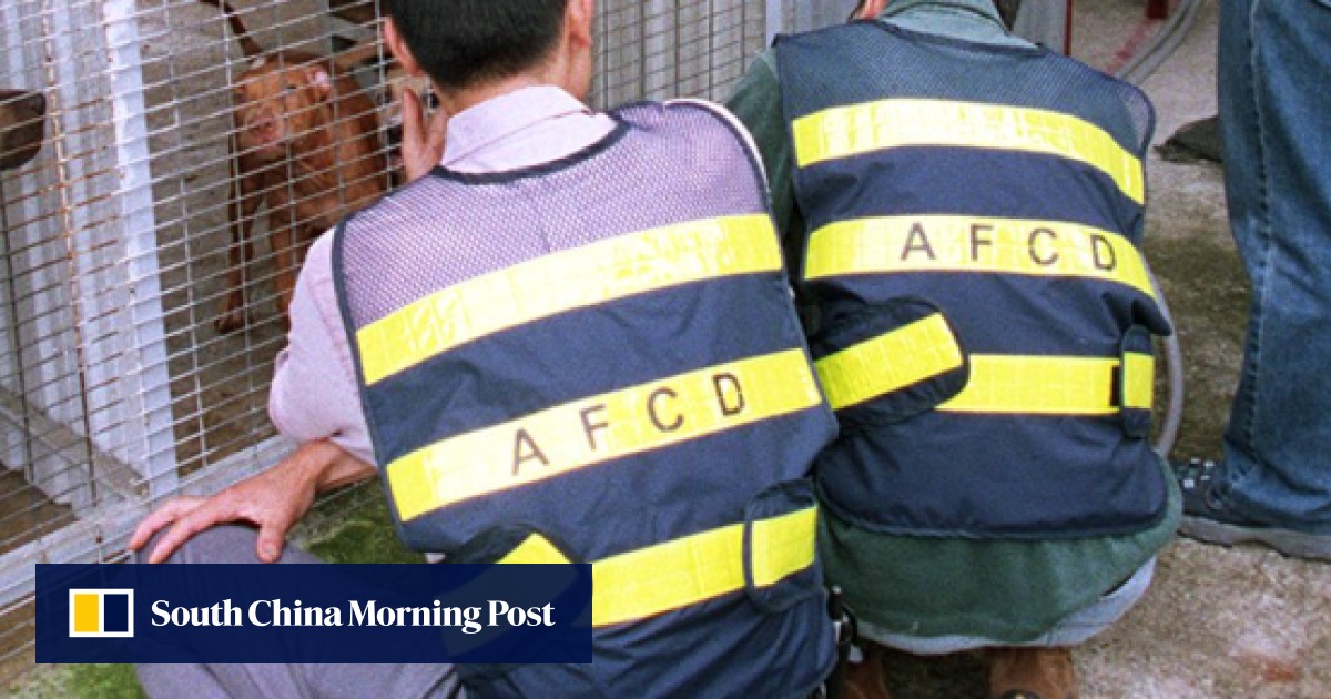 Pit bull terriers seized in Hong Kong dog-fight arena raid | South ...