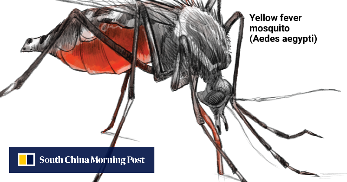 Everything you need to know about dengue fever | South China Morning Post Everything you need to know about dengue fever | South China Morning Post