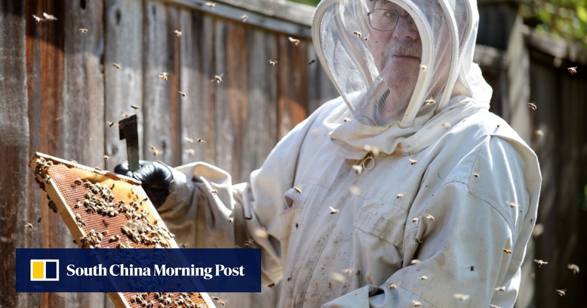 BC, Canada's Bees thriving in the midst of global shortage | South ...