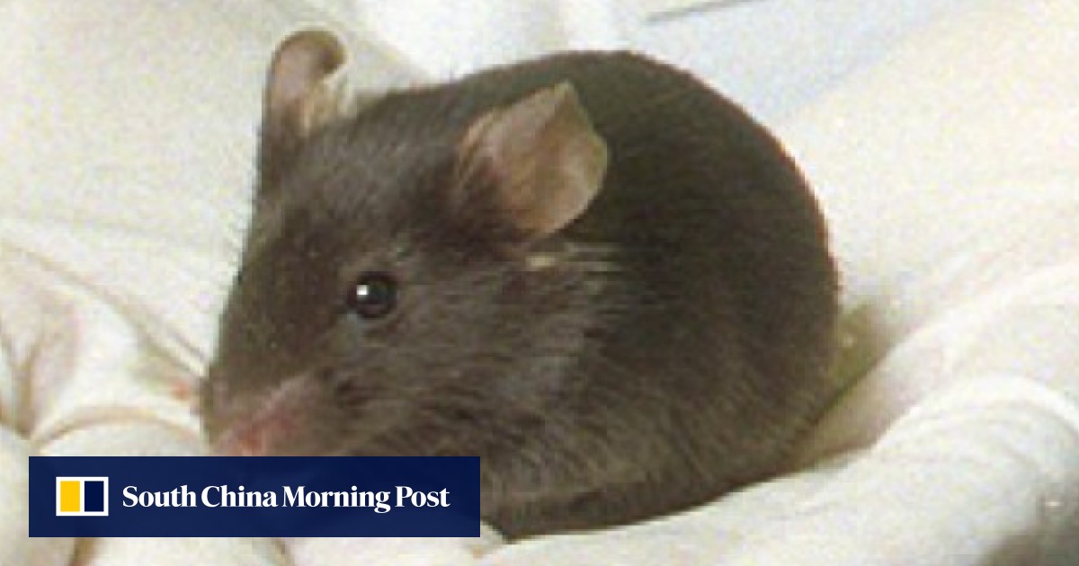 Stem cell breakthrough on mice ‘reverses Alzheimer’s’: Chinese ...