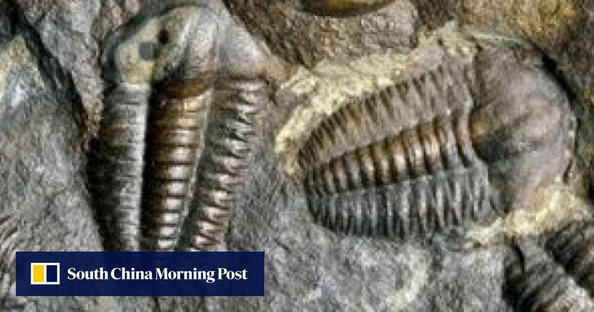 Is this the oldest and weirdest ‘kid’ on the planet? Scientists find ...