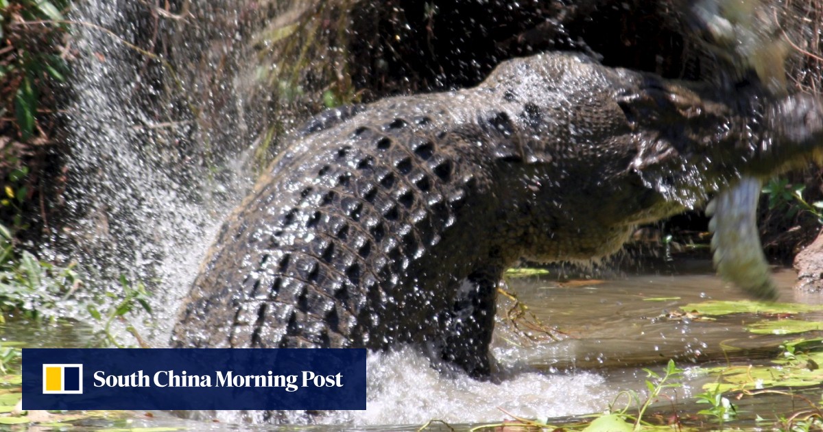 Cannibal crocodile snapped in Australian park, shocking tourists who ...