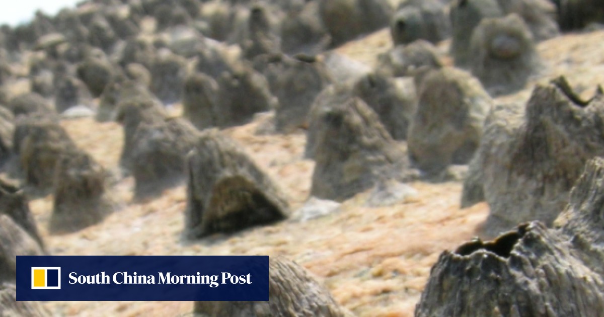 Chinese scientists discover new family of barnacles during expedition ...