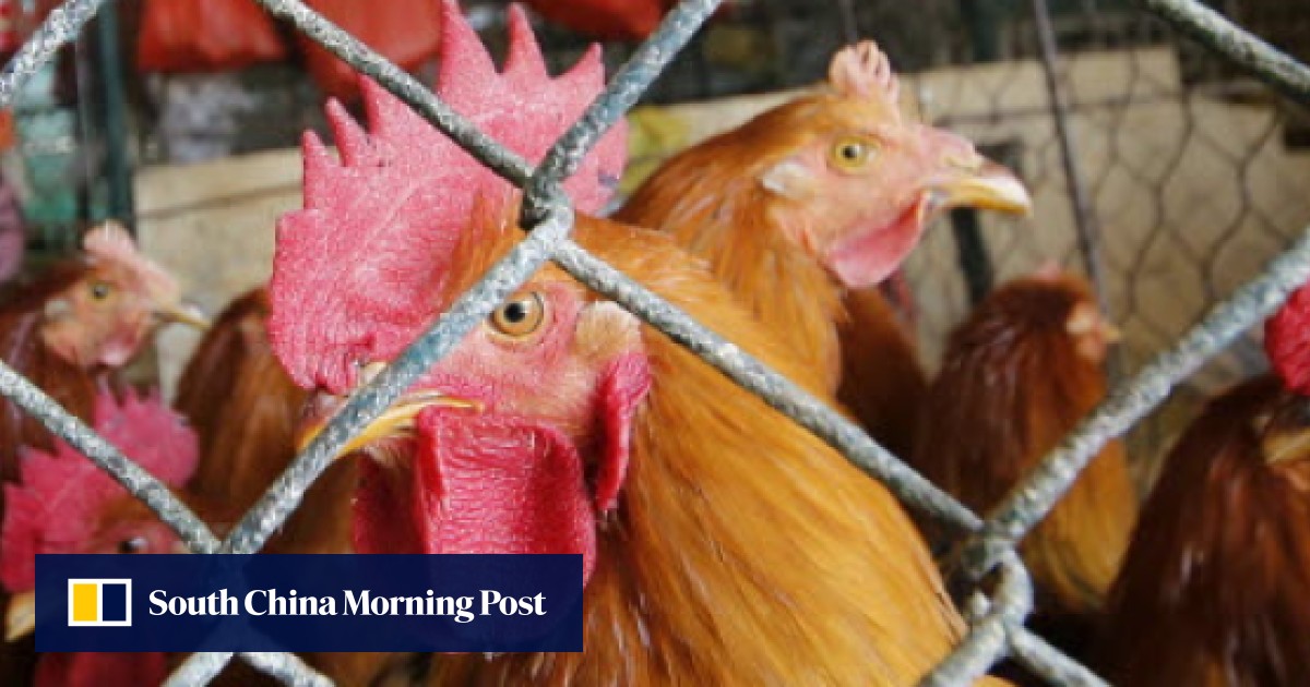 Bird flu in China: six new cases of deadly H5N6 discovered | South ...