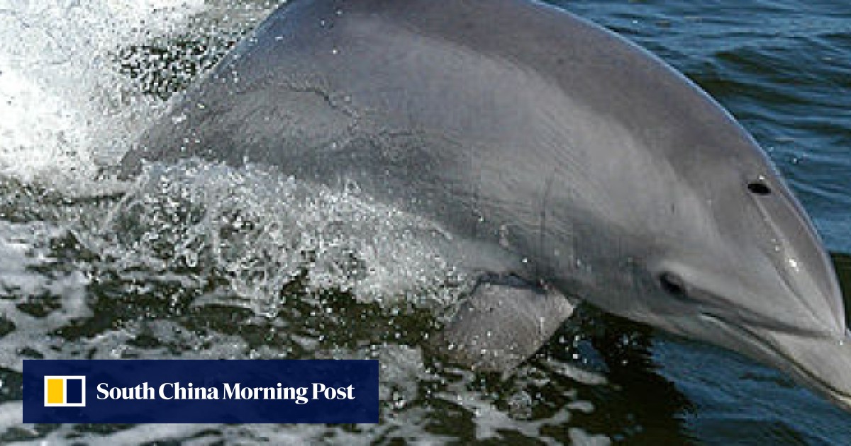 Huge pod of dolphins spotted at reserve in South China Sea for first ...