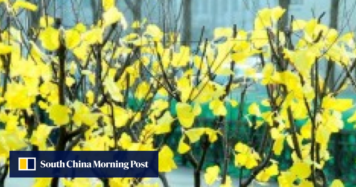 In northern China, ‘flowers’ bloom despite winter’s icy grip | South ...