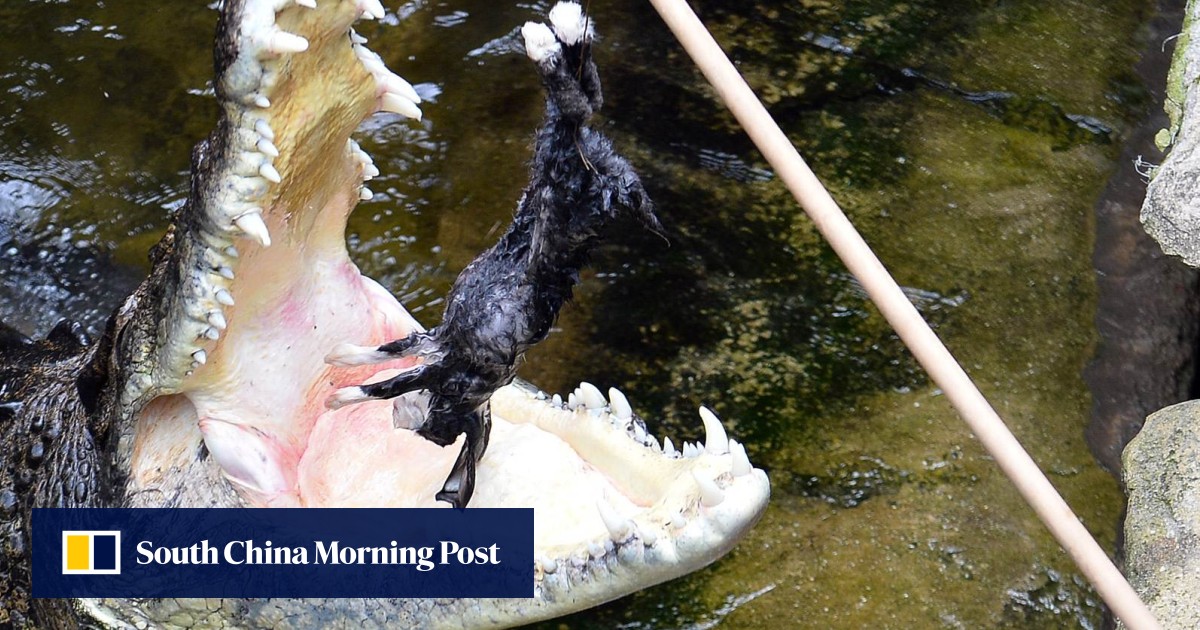 Crocodile leaps 2 metres out of Australian creek and bites off woman’s ...