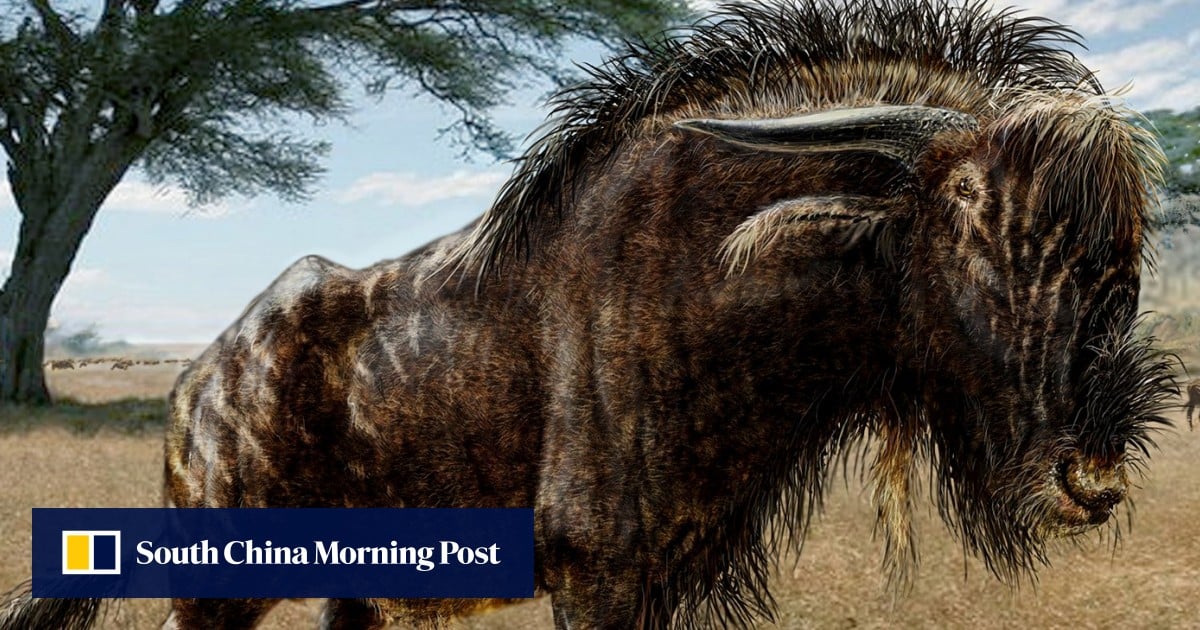 Prehistoric wildebeest had a bizarre dinosaur-like head crest | South ...