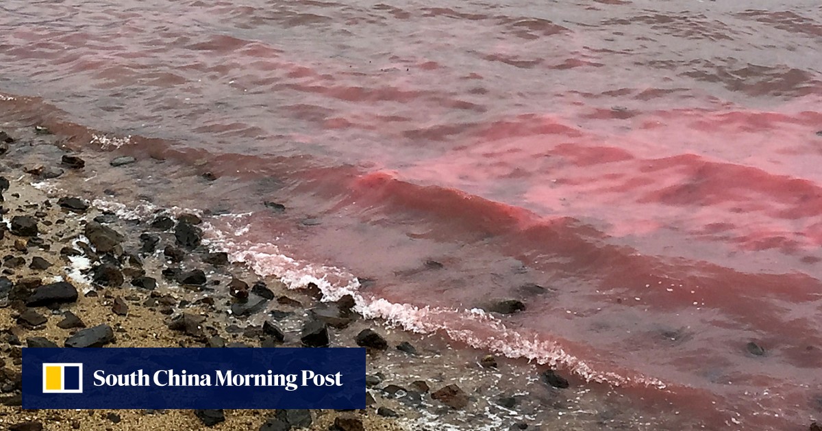 Beaches swamped with suspected red tides as sunseekers told to stay ...