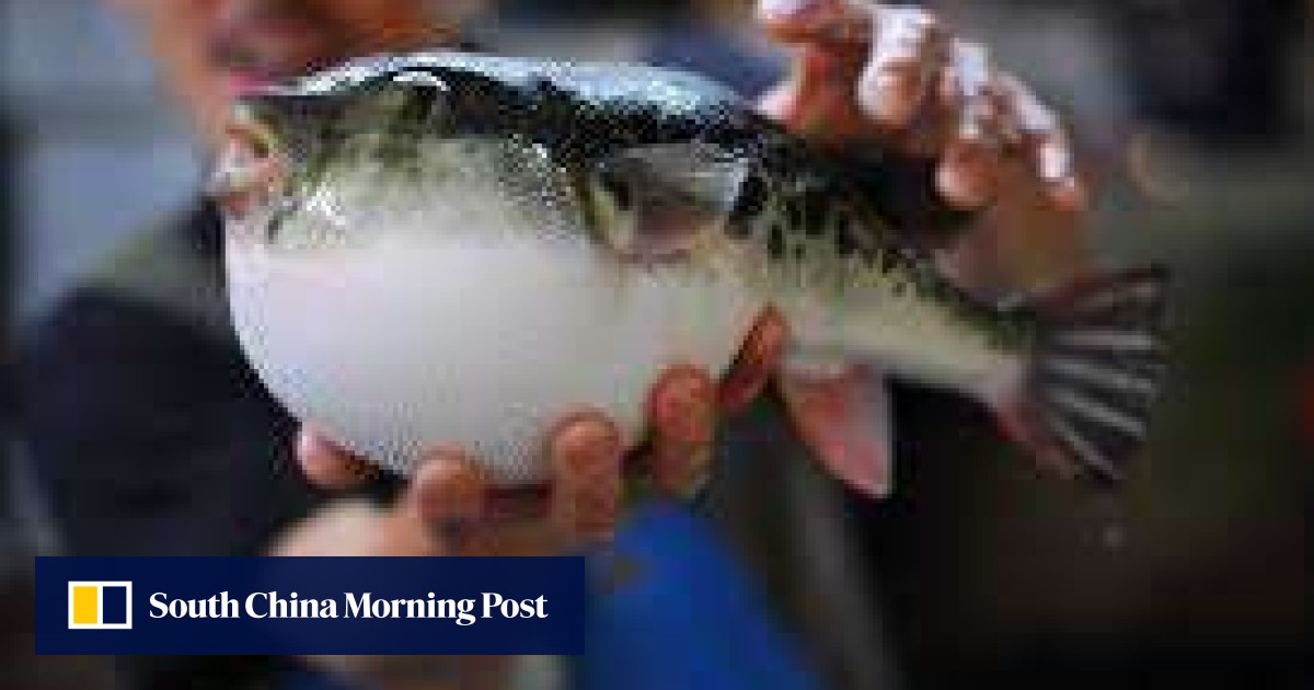 Chinese man nearly dies after eating soup made from deadly pufferfish ...