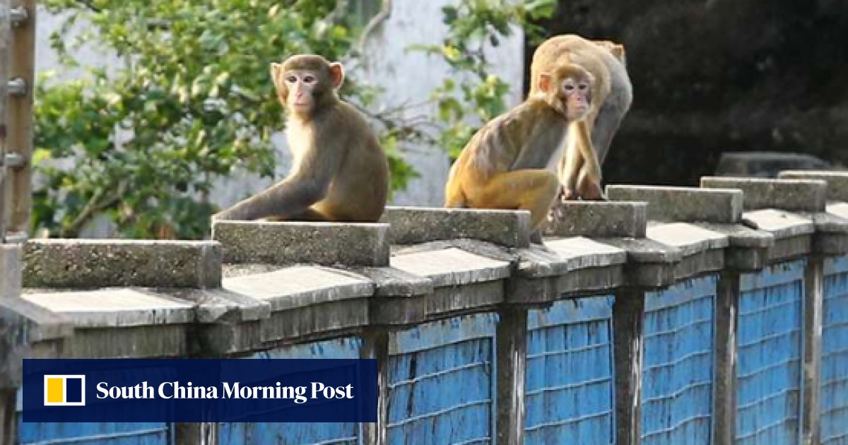 Policeman arrested on suspicion of shooting monkeys in Hong Kong ...