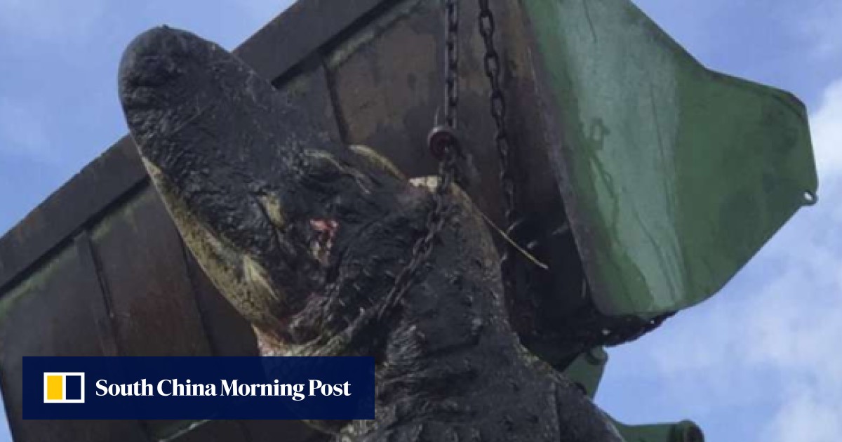 ‘It was a monster’: Hunters kill enormous 360kg alligator that was ...