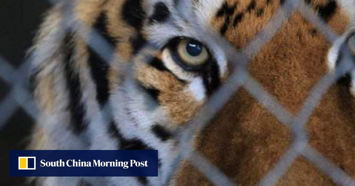 World’s wild tiger count rising for first time in a century | South ...