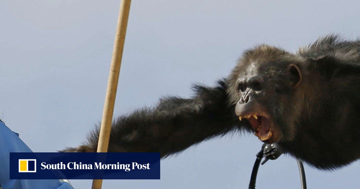 Monkey business: Chacha the runaway chimp survives fall from power line ...