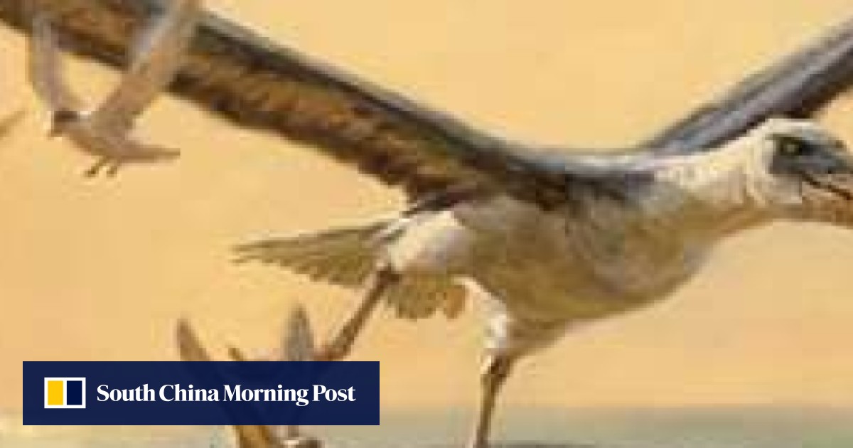Meet Gullzilla: prehistoric sea bird had a beak full of teeth and a ...