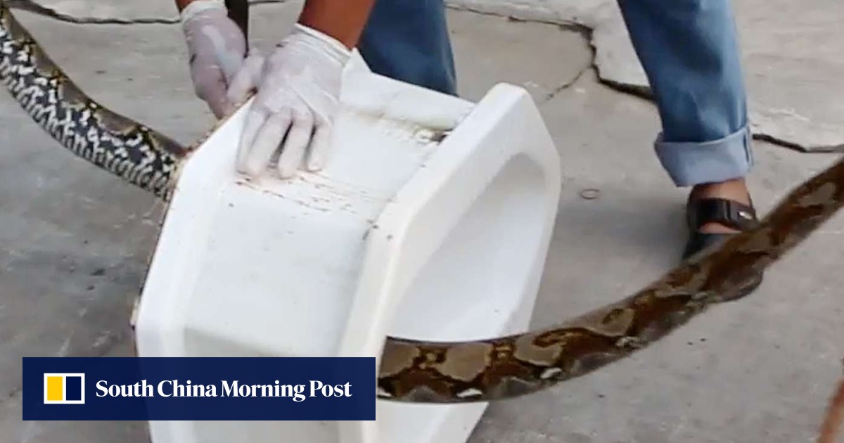 Toilet terror: Python emerges from plumbing and bites Thai man’s penis ...