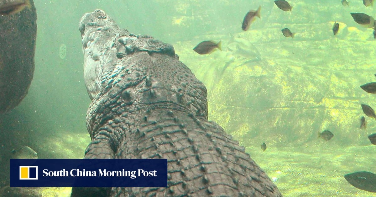 Crocodile attack: tourist tried in vain to rescue friend taken during ...