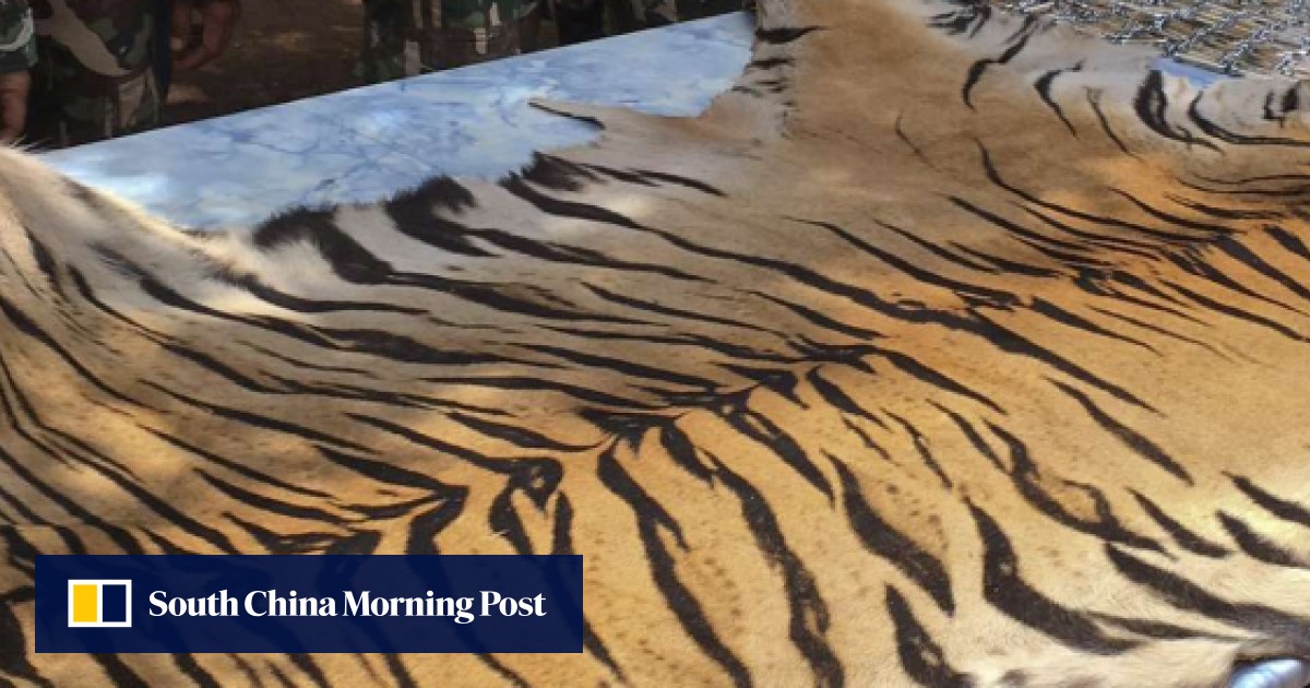 Thai Police Charge 22 With Wildlife Trafficking At Tiger Temple