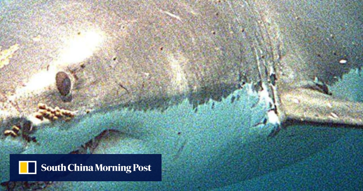 ‘Revenge killing’: Australia hunts gigantic shark blamed for killing ...