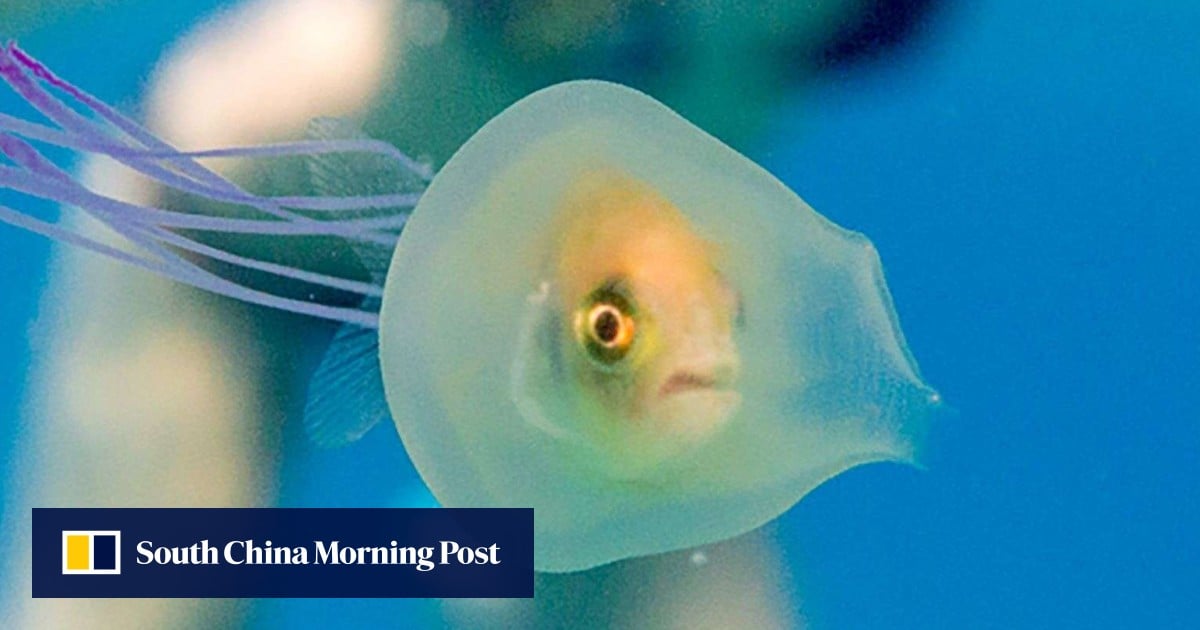 Remarkable photograph of fish swimming around inside jellyfish’s belly ...