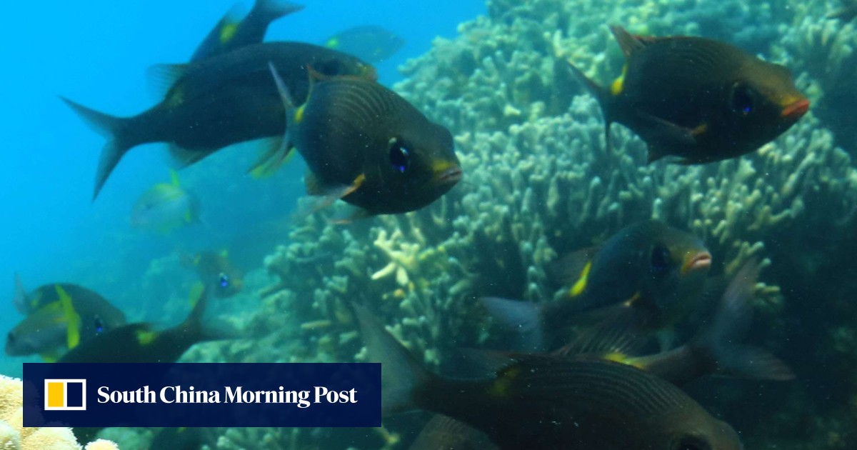 Fish and reefs under siege as feuding South China Sea claimants refuse ...