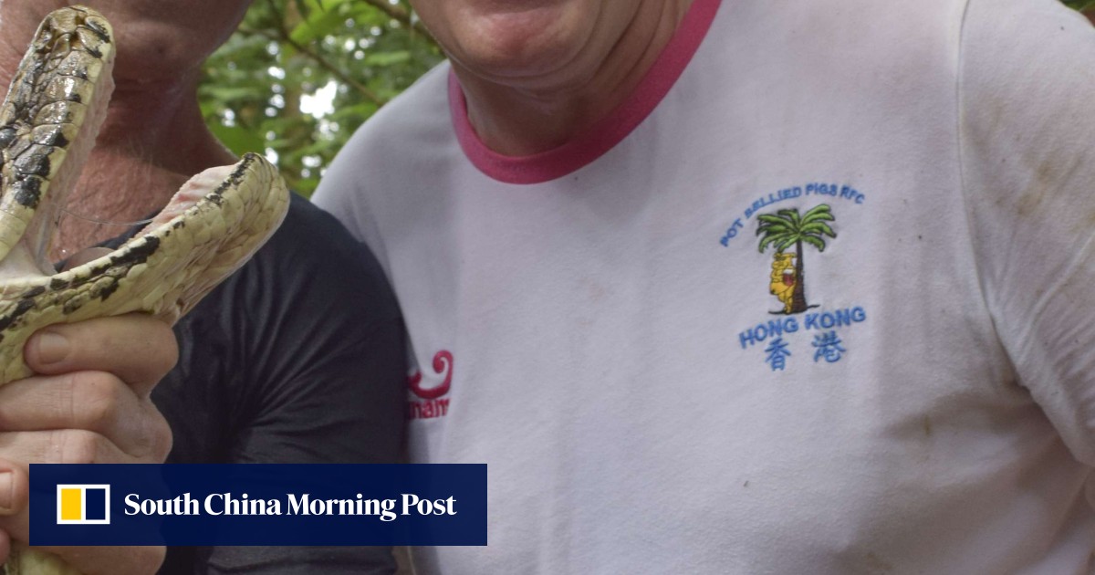 How Briton helped catch pet-eating Hong Kong python that attacked him ...