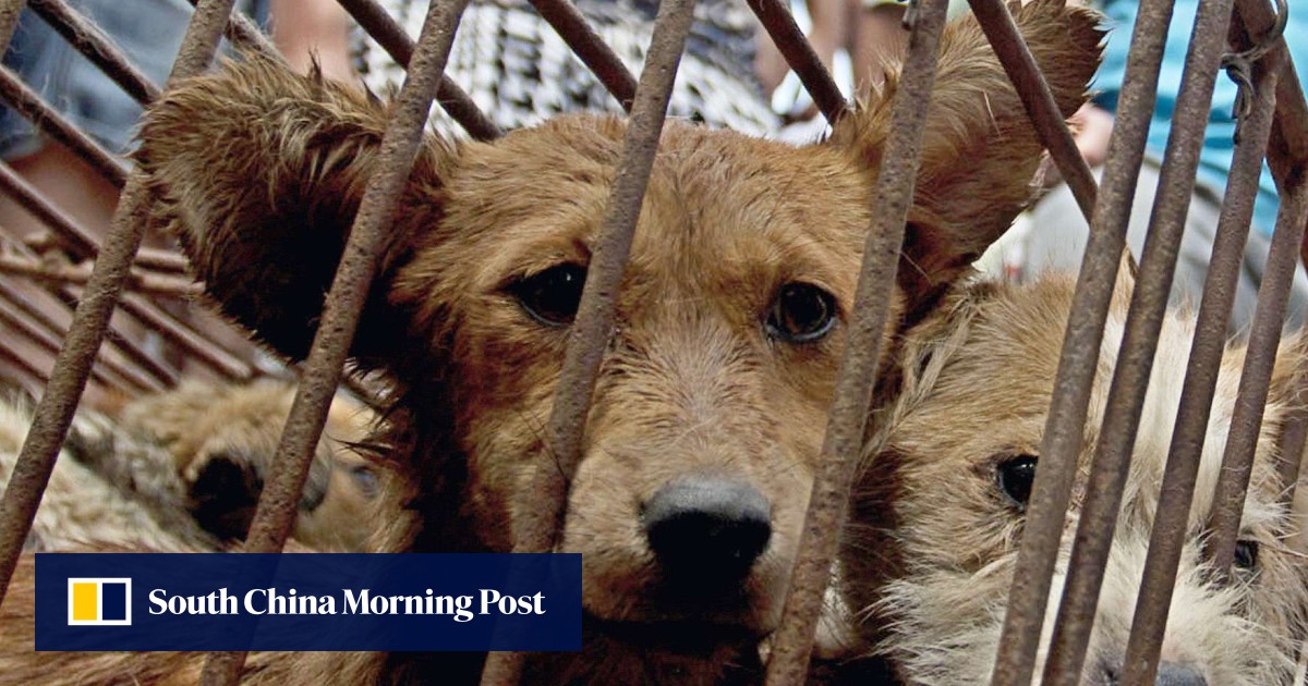 Yulin pledges to ban slaughter of dogs in public as controversial food ...