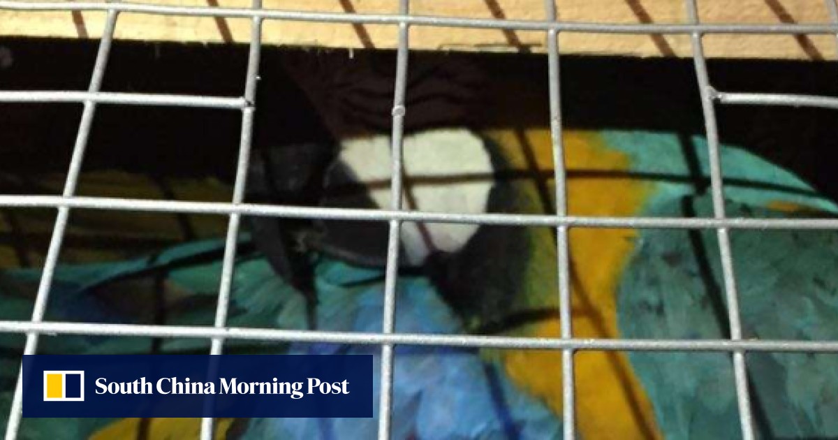 Rare macaws confiscated in first seizure of live birds in Hong Kong for ...