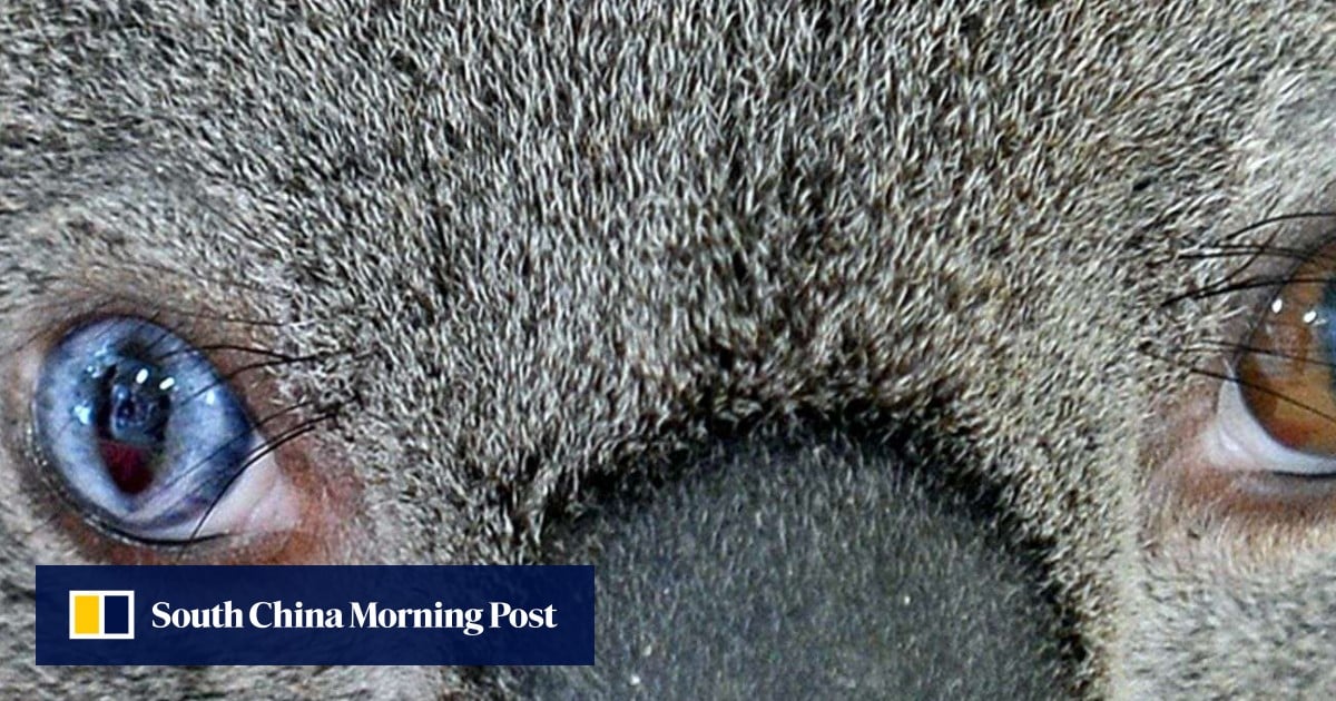 Face oddity: Bowie the koala's eyes stun Aussie vets | South China ...