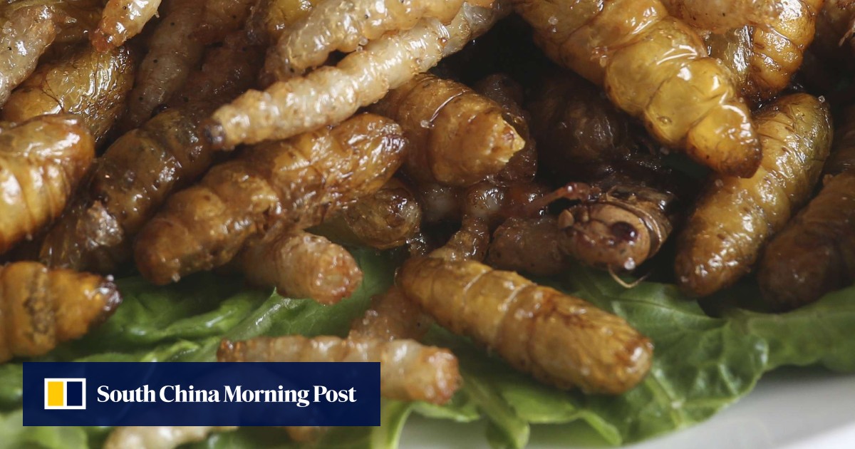 Lovely grub, say Hong Kong’s insect eaters: delicious, nutritious and ...