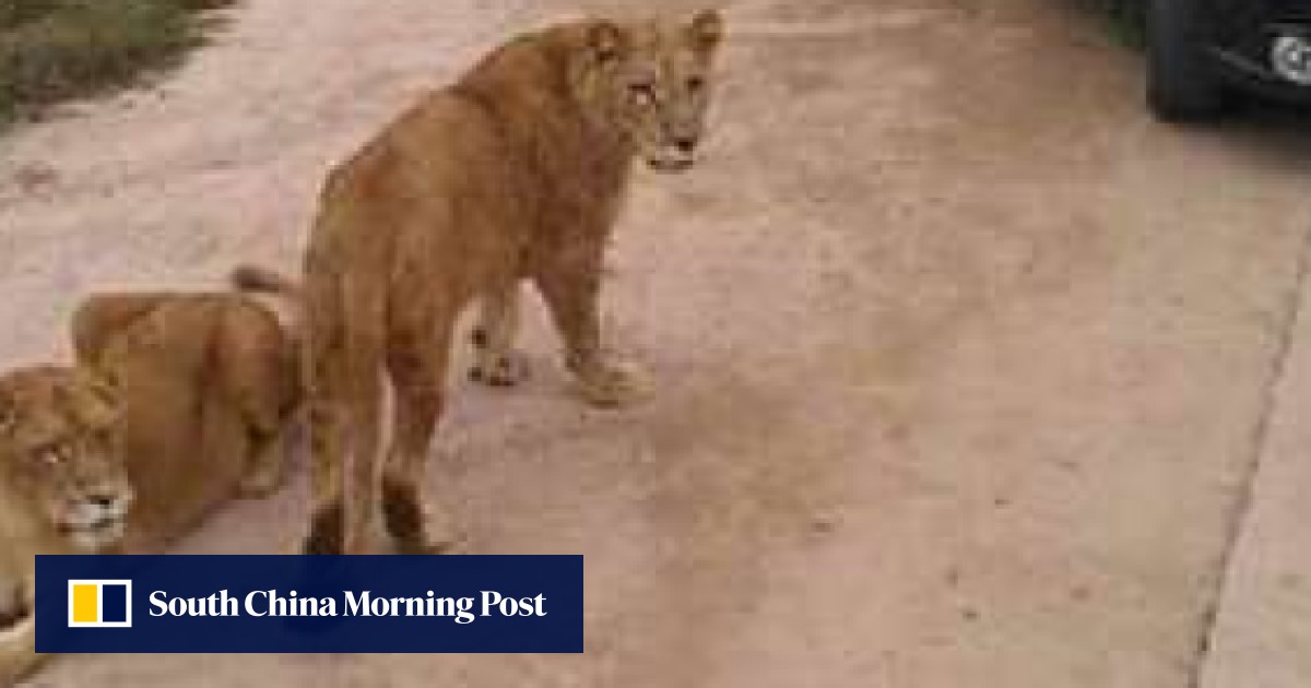 Tiger kills woman visiting Beijing safari park after she exits car ...