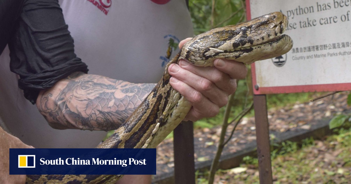 Pet-eating Hong Kong python killed despite appeals from captor and ...