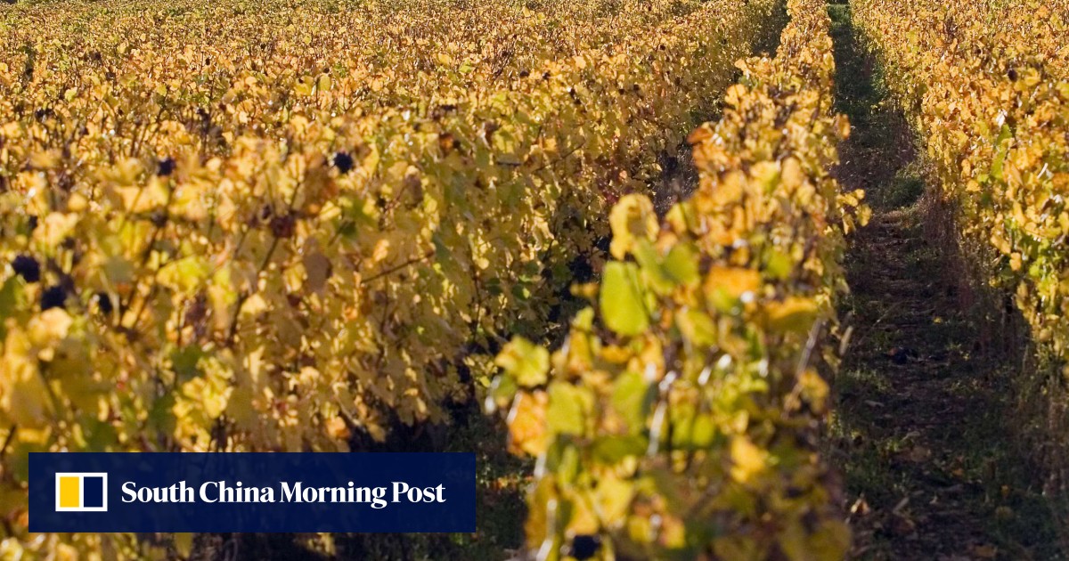 Pinot fin: what’s all the fuss about this finicky grape? | South China ...
