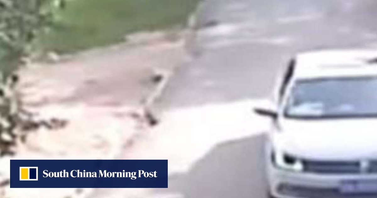 Authorities rule wildlife park not responsible for fatal tiger attack ...