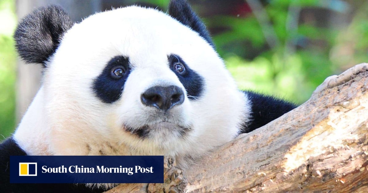 Giant pandas taken off global ‘endangered’ list as population rebounds ...