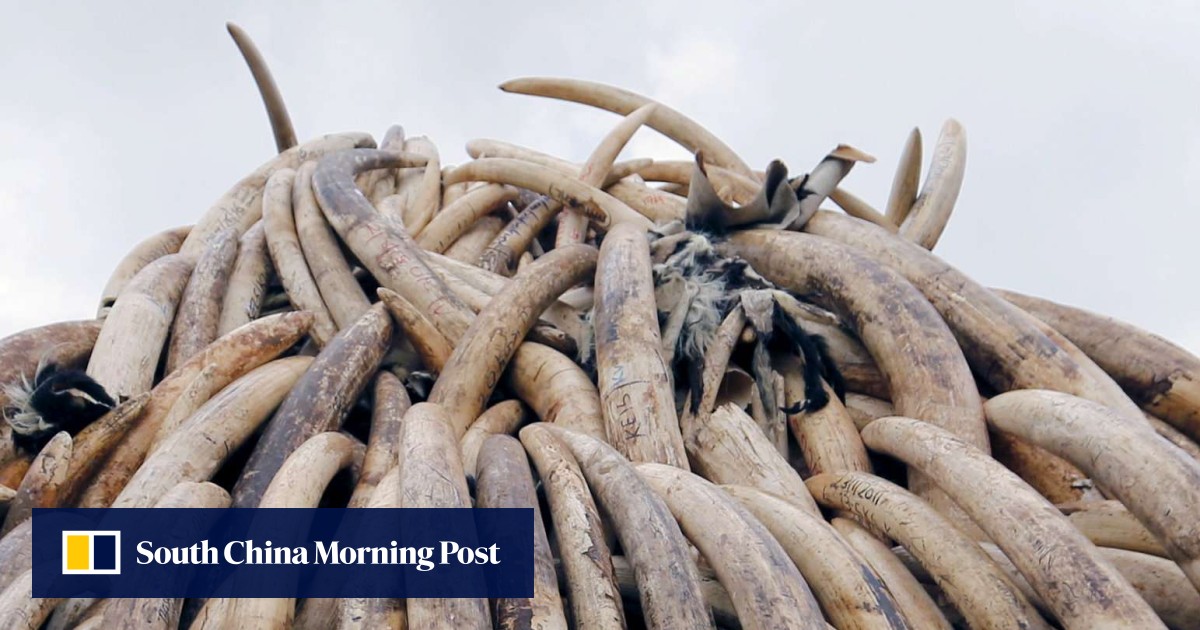 Ivory markets on borrowed time after United Nations agrees resolution ...