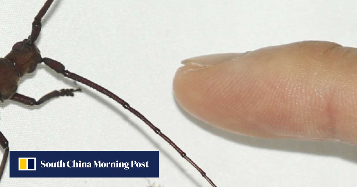 Invasive insects cause US$77 billion of damage annually – and that will ...