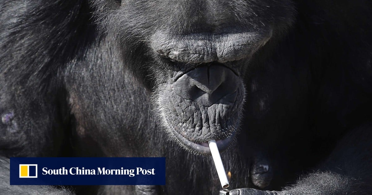 Meet Azalea the smoking chimp, new star at Pyongyang zoo | South China ...