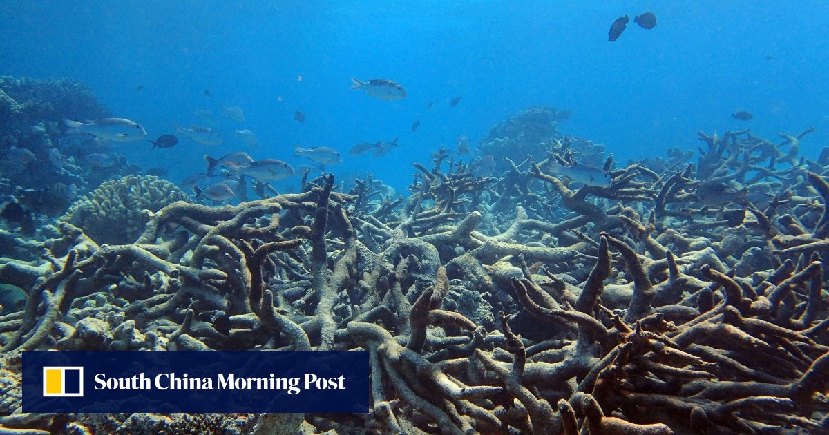 Devastating coral death seen in Australia’s Great Barrier Reef ...