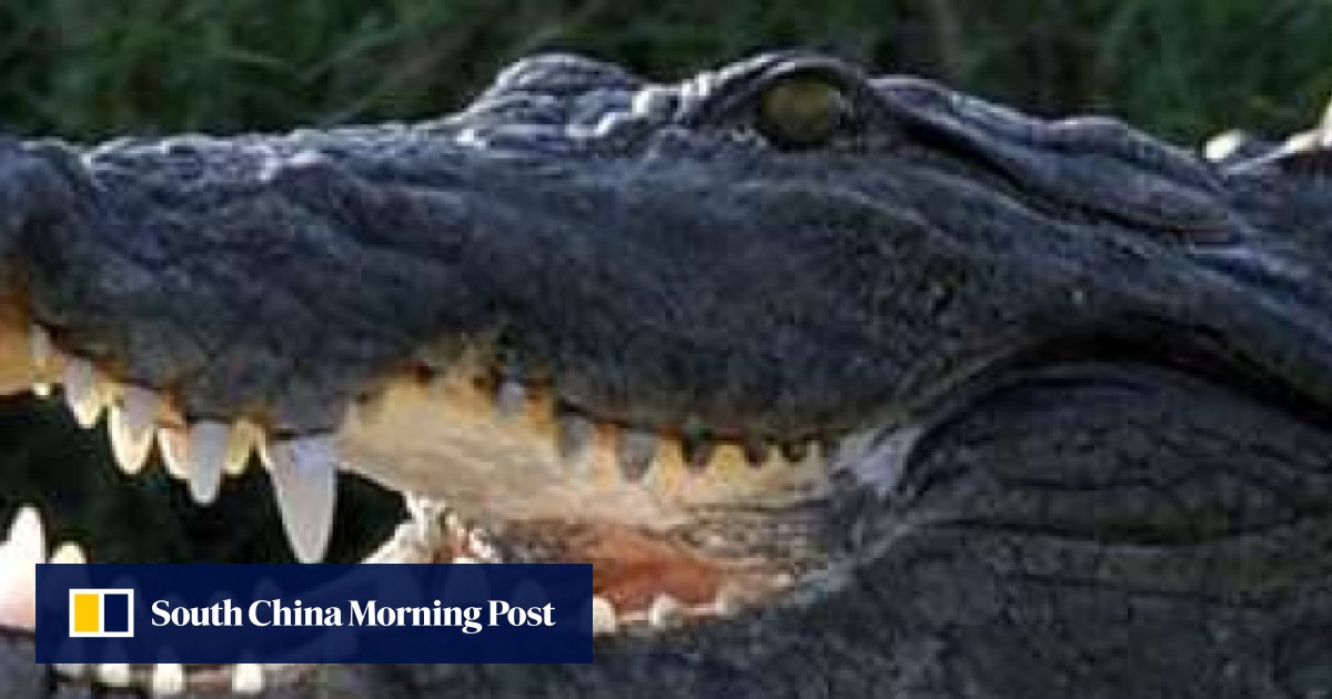 Danish backpacker survives ‘body slamming’ Australia crocodile | South ...