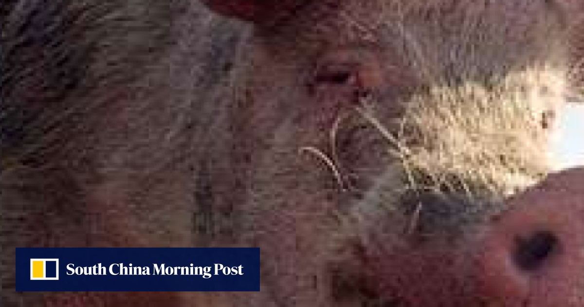 Meet Khanzir, the only pig in Afghanistan - and perhaps the loneliest ...