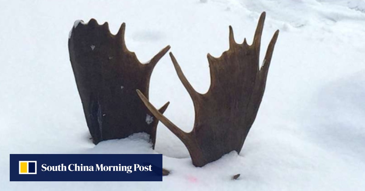 Two Moose ‘frozen In Time Mid Fight Near Remote Alaska Village South