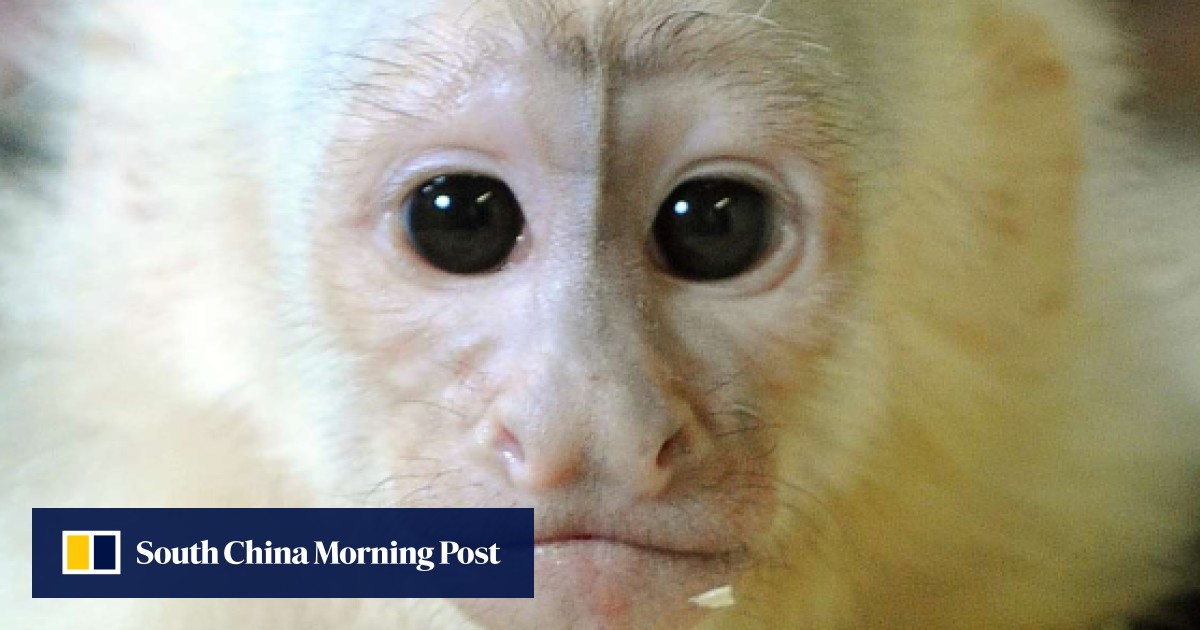 Pet monkey incident triggers Libya clashes, leaving 20 people dead and ...