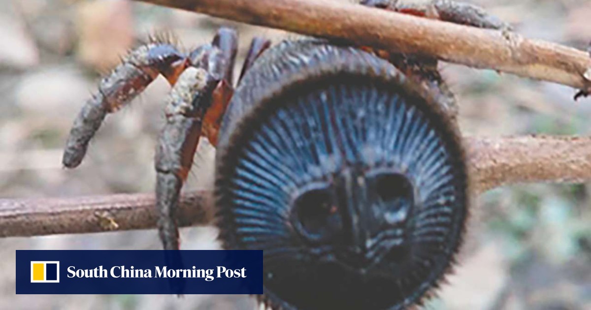 Chinese villager finds ‘cultural seal’ ... that turns out to be rare ...