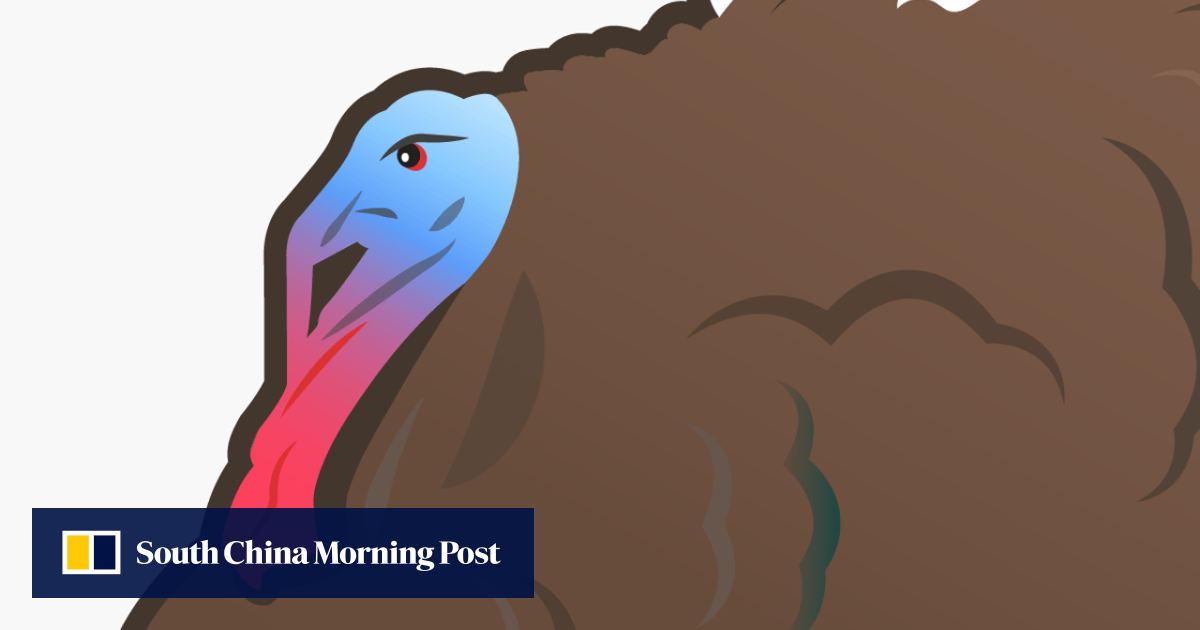 10 sad, sad facts about Thanksgiving turkeys | South China Morning Post