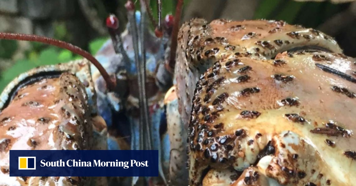 Clawed almighty: coconut crab’s pincers are outrageously powerful ...