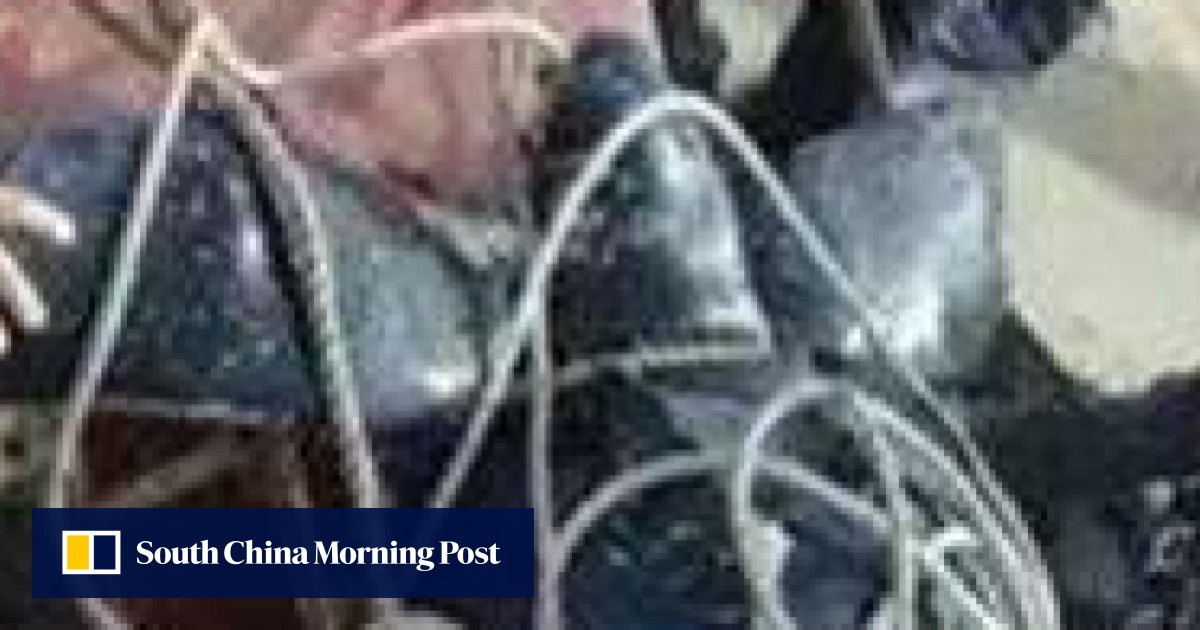 Guangdong investigates slaughter of 200kg protected giant sea turtle ...