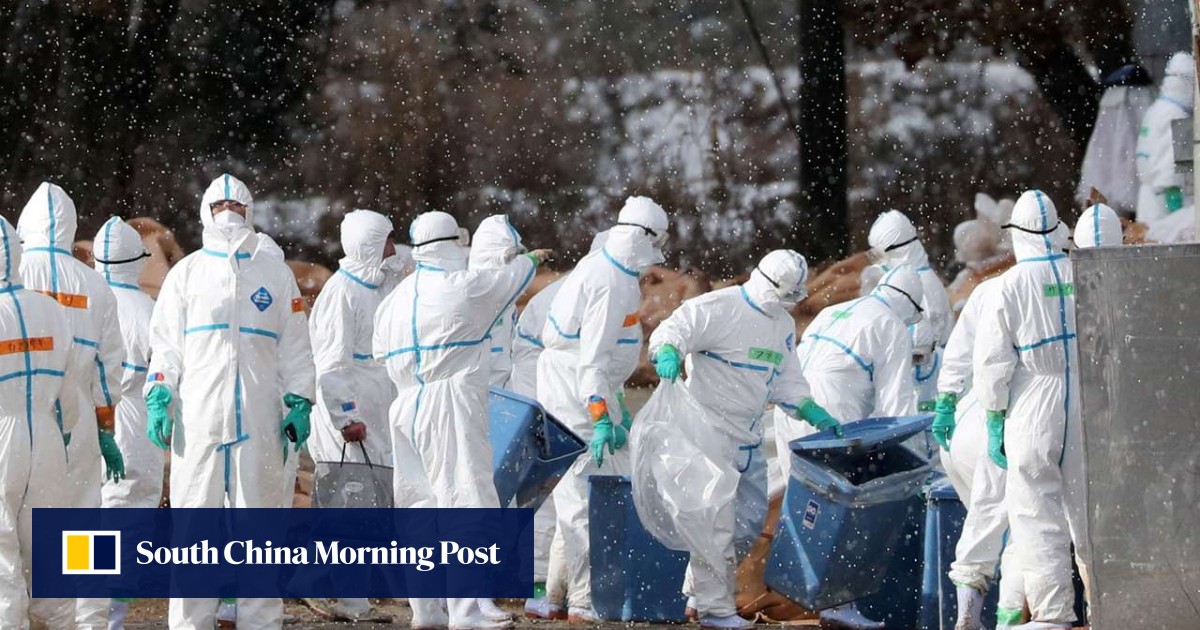 China confirms third case of human bird flu in a week | South China ...