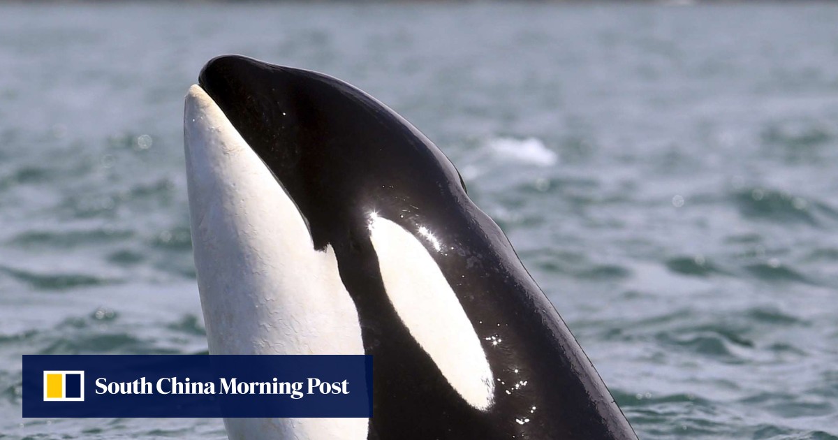 105-year-old ‘Granny’, world’s oldest known orca, presumed dead in blow ...